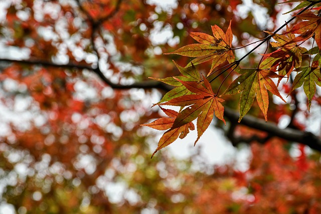 100,000+ Free Leaves & Nature Images - Pixabay