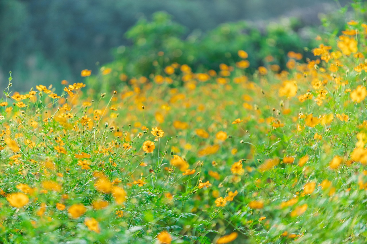 Bunga-Bunga Bunga Kuning Lapangan - Foto gratis di Pixabay - Pixabay