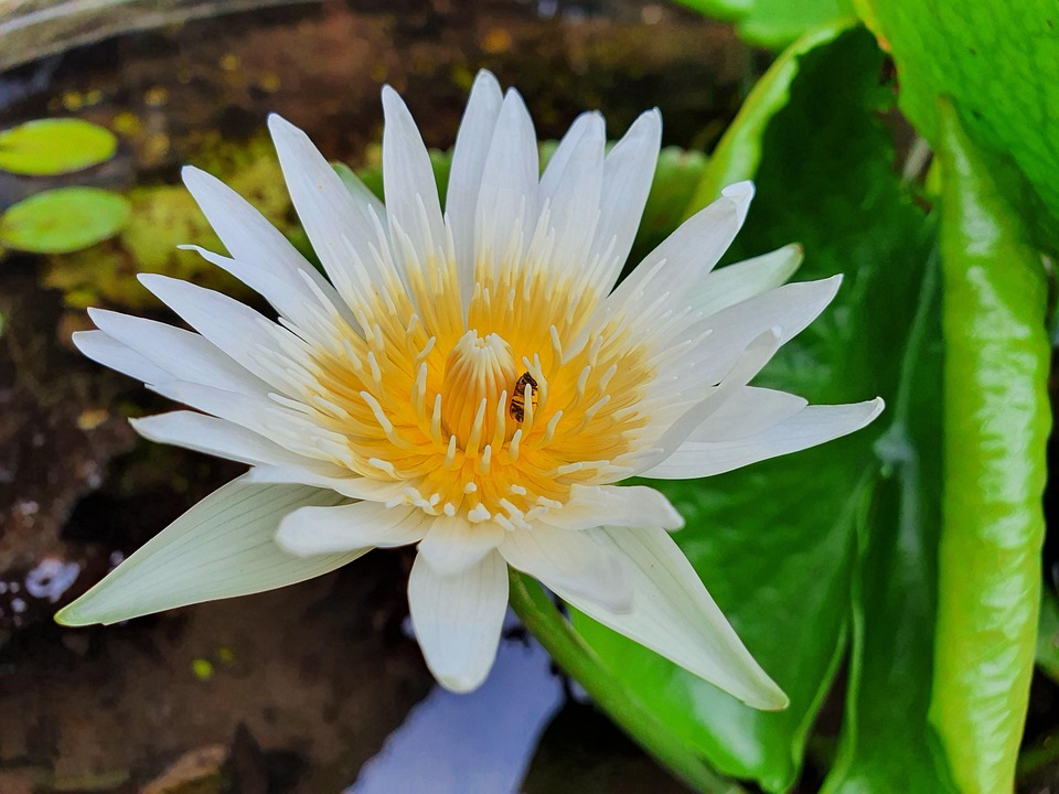 Lotus Blume Pflanze - Kostenloses Foto auf Pixabay - Pixabay