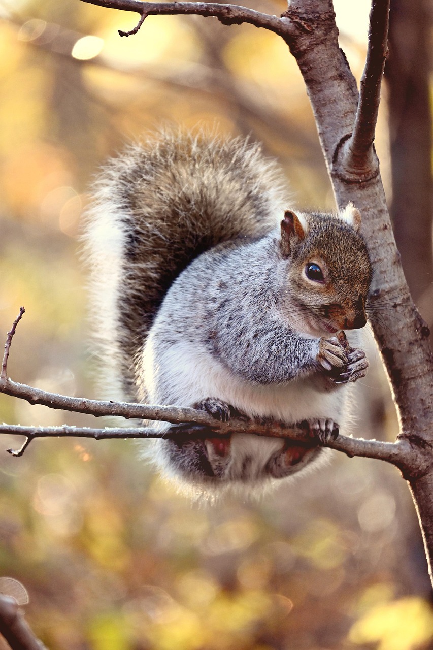 Animal Esquilo Animais Selvagens - Foto gratuita no Pixabay - Pixabay