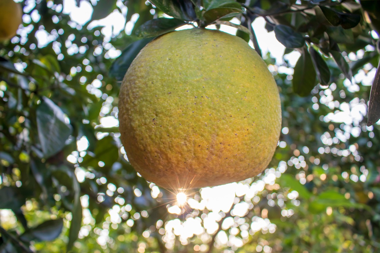 Toranja Agindo Pomelos Jardim De - Foto gratuita no Pixabay - Pixabay