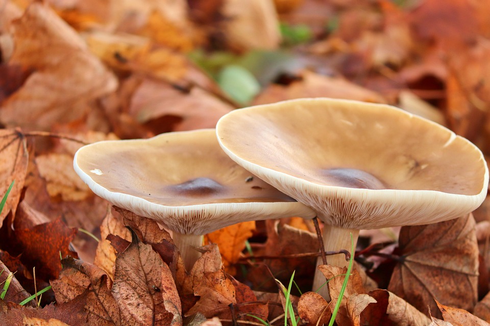 Champignons Champignon - Photo gratuite sur Pixabay - Pixabay