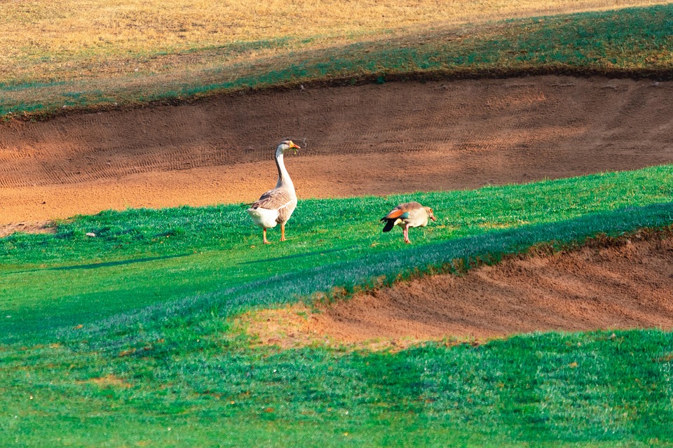 Golf Course Geese Grass - Free photo on Pixabay - Pixabay