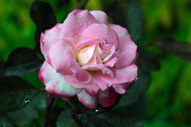 Flor Rosa Flora Gota De - Foto gratuita no Pixabay - Pixabay
