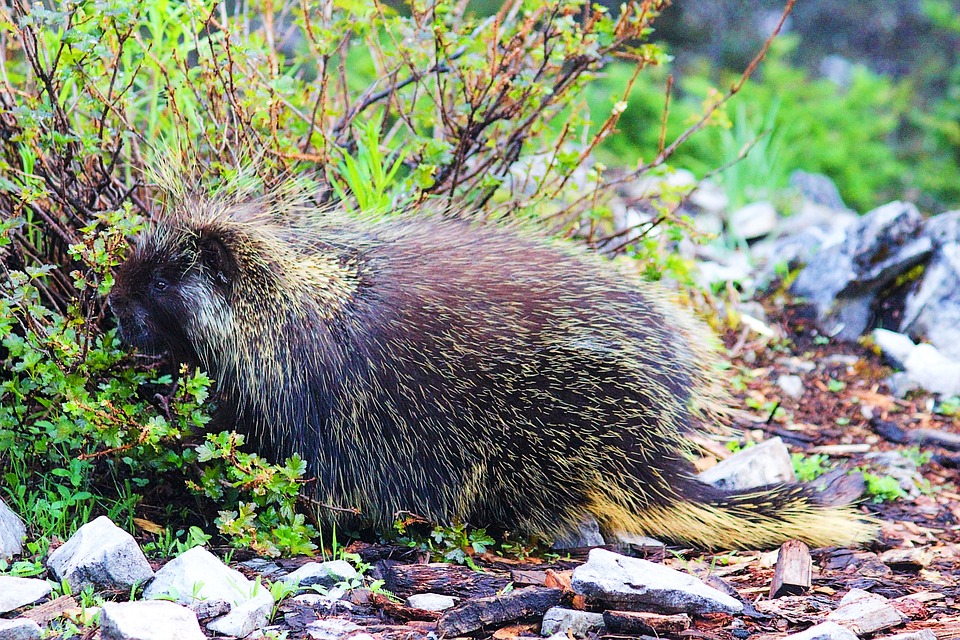 Porcupine Wildlife Kananaskis - Free photo on Pixabay