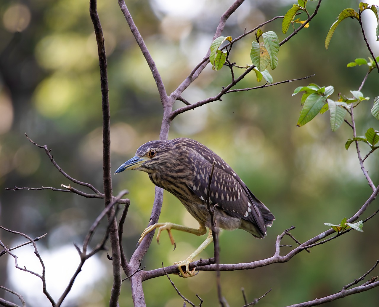 Black-Crowned Night Heron Bird - Free photo on Pixabay - Pixabay