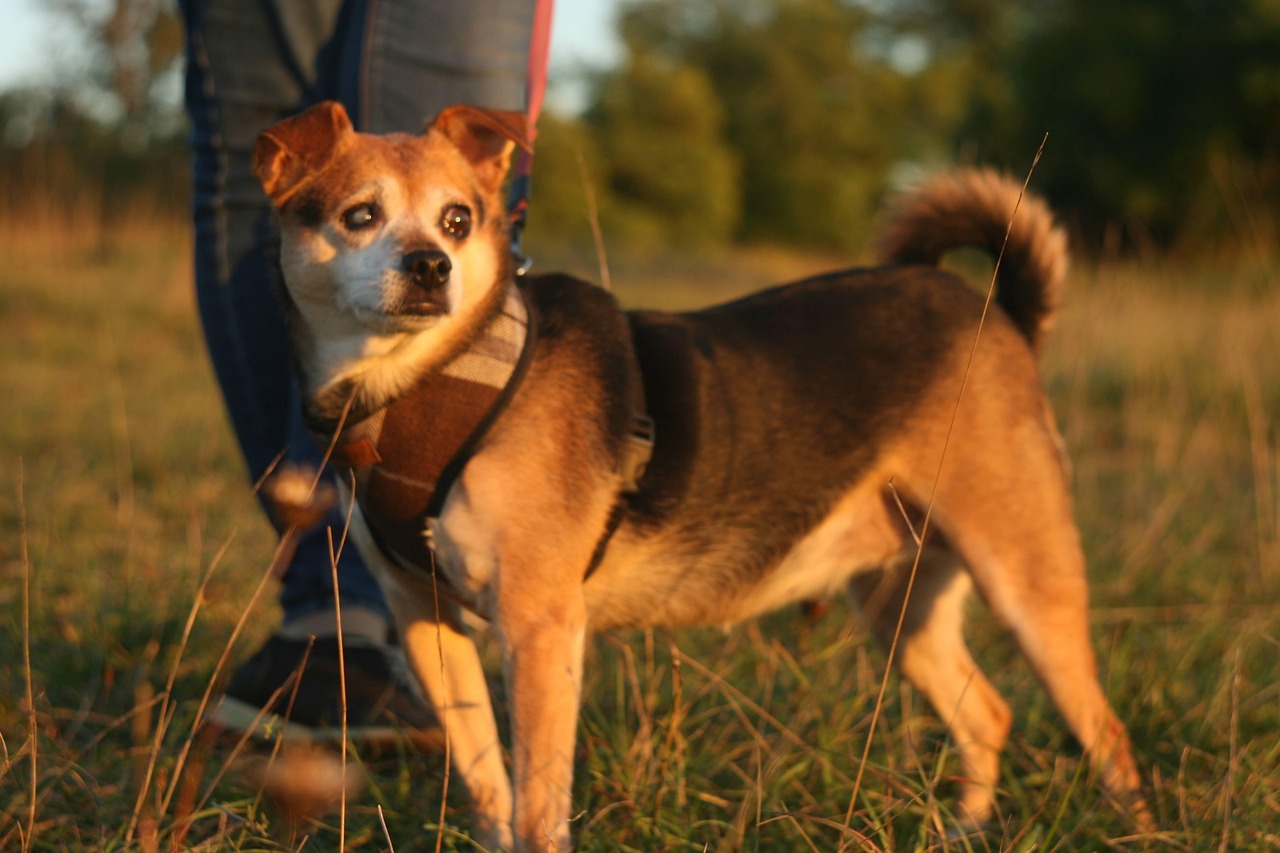 Dog Pet Canine - Free photo on Pixabay - Pixabay