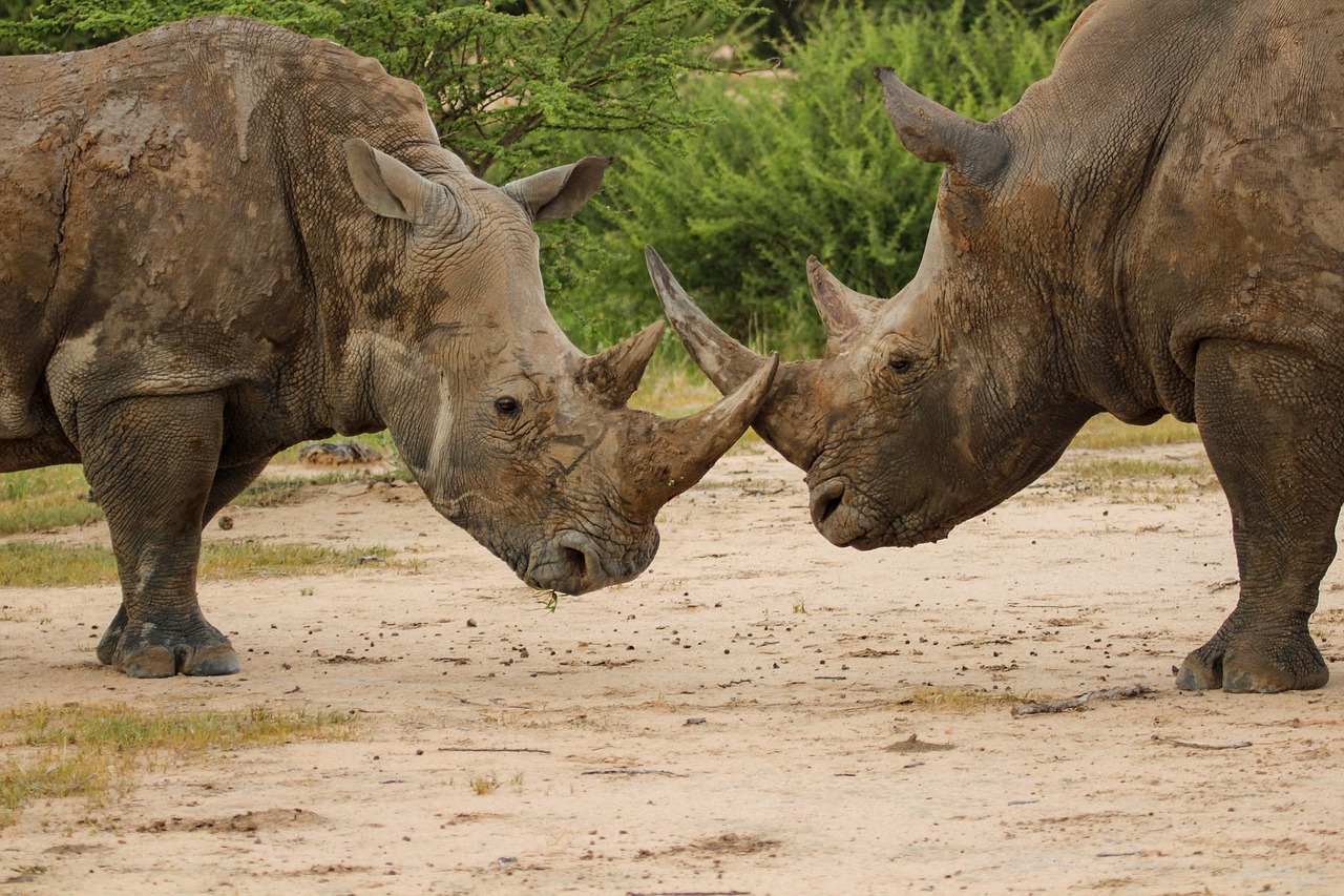 Animal Rhino Horn - Free photo on Pixabay - Pixabay