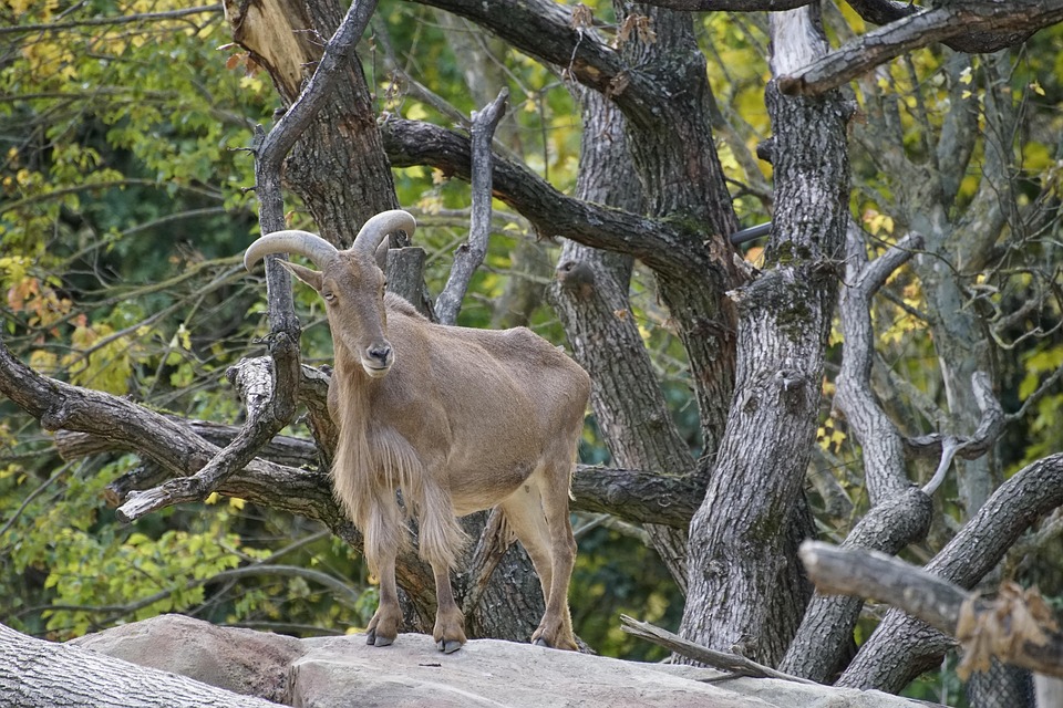 Animal Cabra De Montaña Fauna - Foto gratis en Pixabay - Pixabay