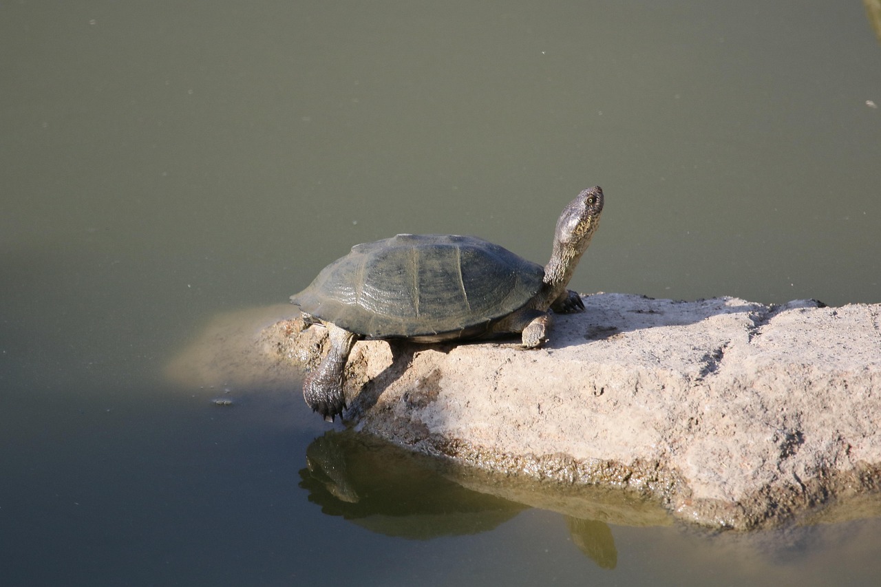 Turtle Reptile Animal - Free photo on Pixabay