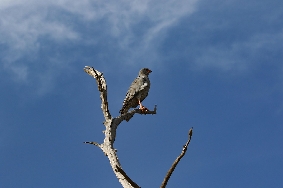 Bird Singing Hawk Animal - Free photo on Pixabay - Pixabay