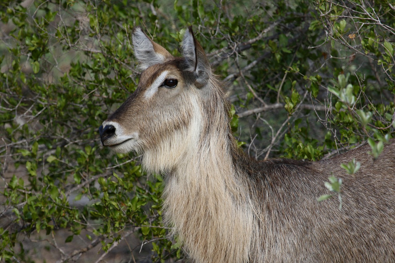 Waterbuck Animal Forest - Free photo on Pixabay