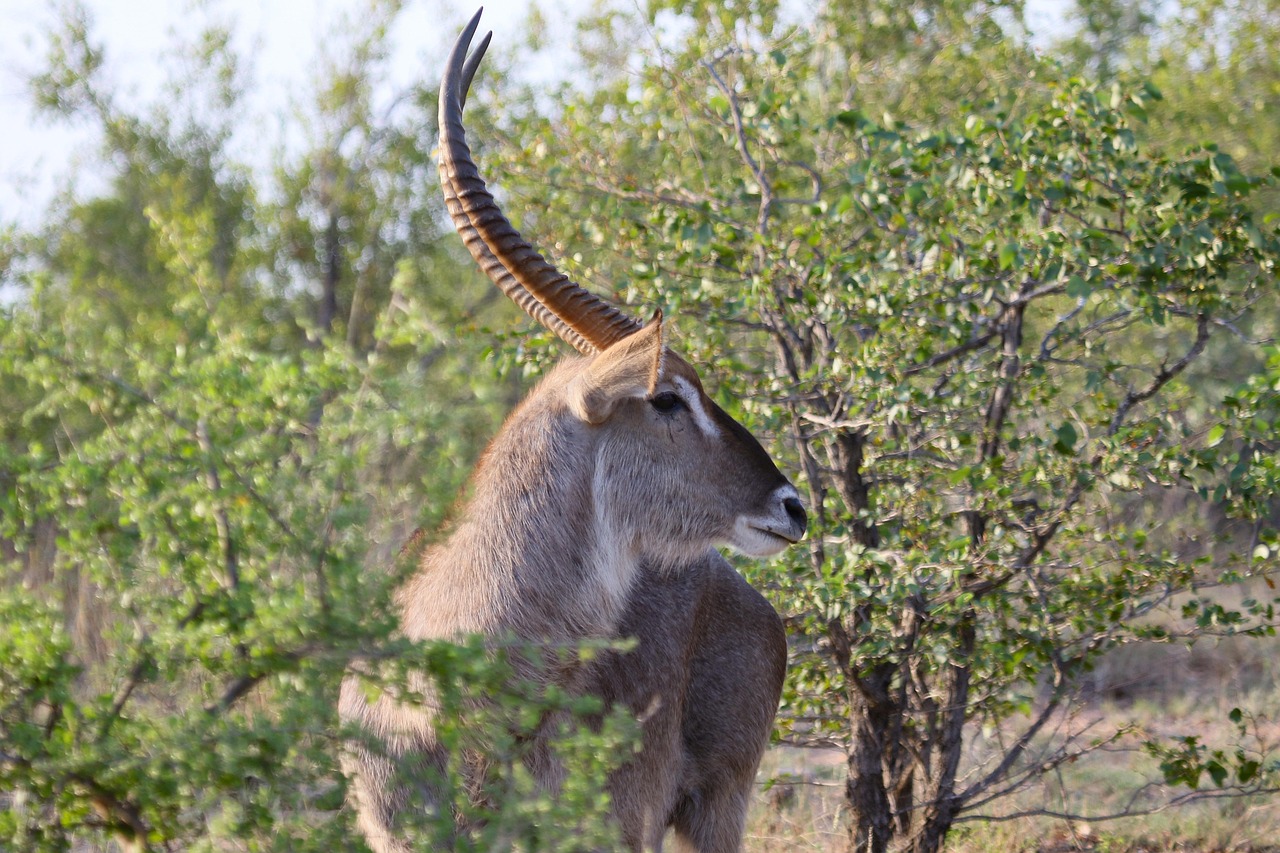 Animal Cobe Mammifère - Photo gratuite sur Pixabay