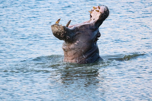 Hippopotamus Teeth Yawn - Free photo on Pixabay - Pixabay
