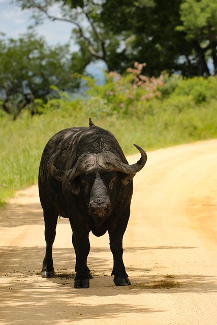 Animal Buffalo Mammal - Free photo on Pixabay
