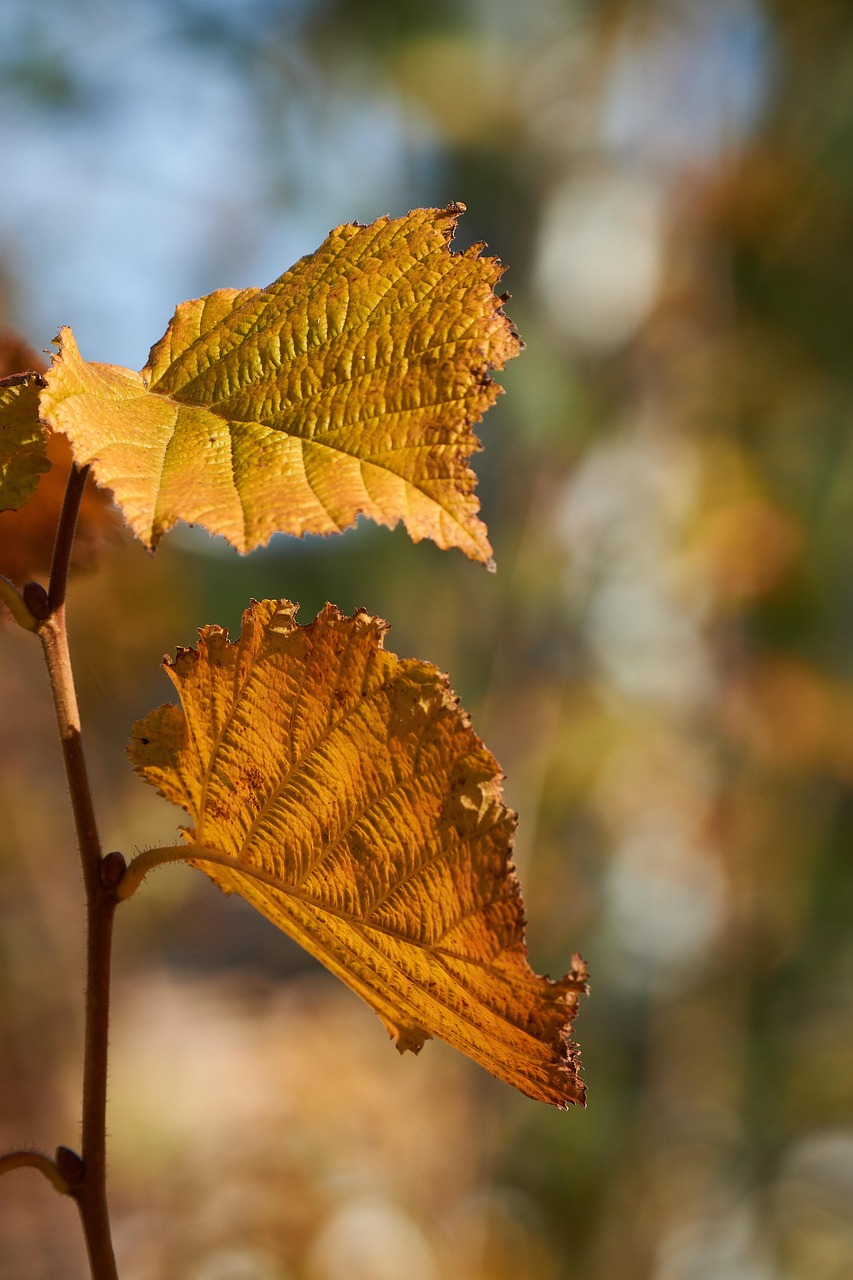 Feuilles Nature Automne - Photo gratuite sur Pixabay - Pixabay