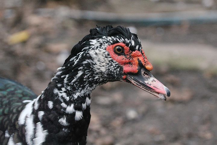 100+ Free Muscovy Duck & Duck Images