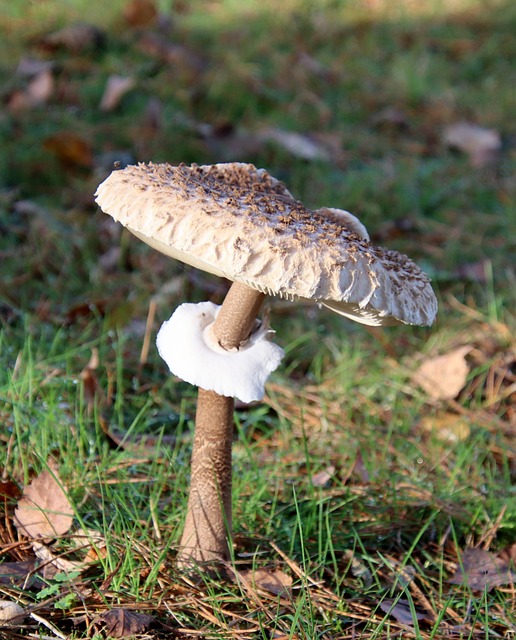 Champignon Plantes - Photo gratuite sur Pixabay