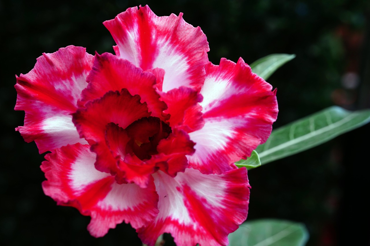 Adenium Bunga Kebun - Foto gratis di Pixabay - Pixabay