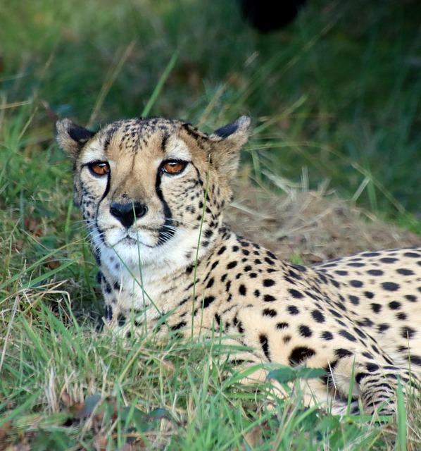 Animal Cheetah Mammal - Free photo on Pixabay