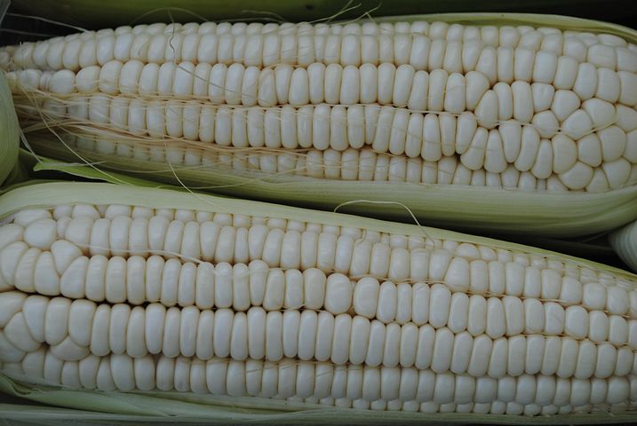 Más de 50 imágenes gratis de Elote y Maíz - Pixabay