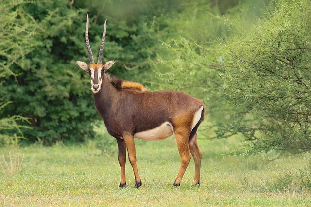 Antelope Animal Horn - Free photo on Pixabay - Pixabay