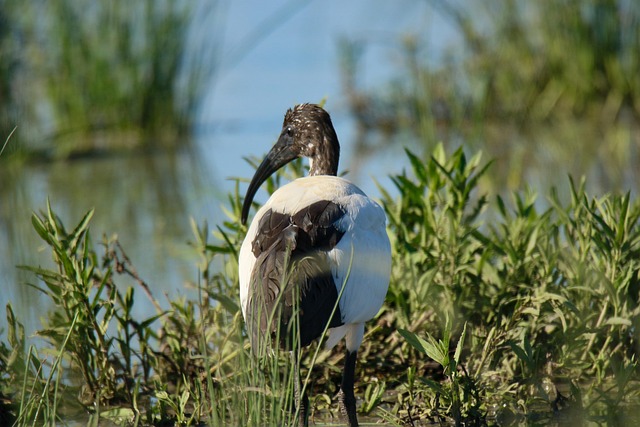 2,000+ Free Sacred Ibis & Church Photos - Pixabay