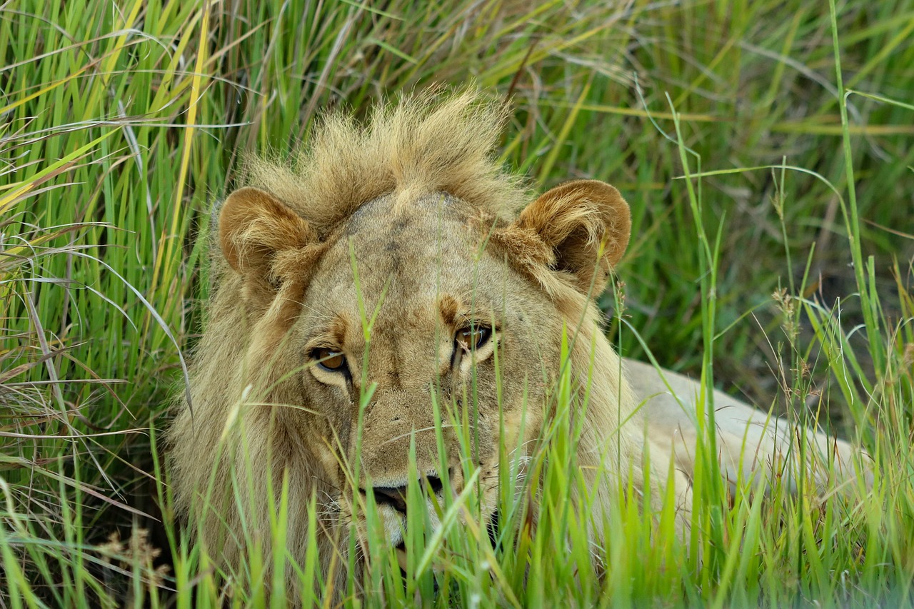 Leão Animal Juba - Foto gratuita no Pixabay - Pixabay