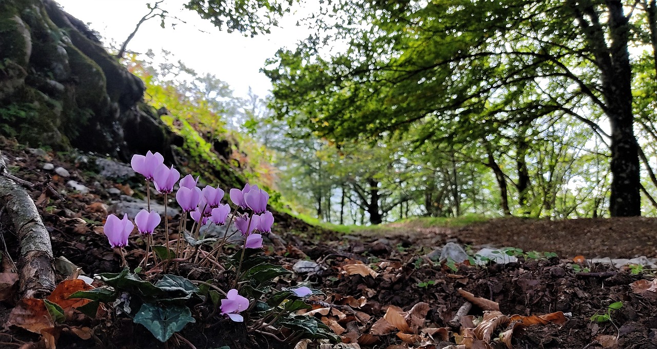 Forest Floor Purple Flowers Park - Free photo on Pixabay - Pixabay