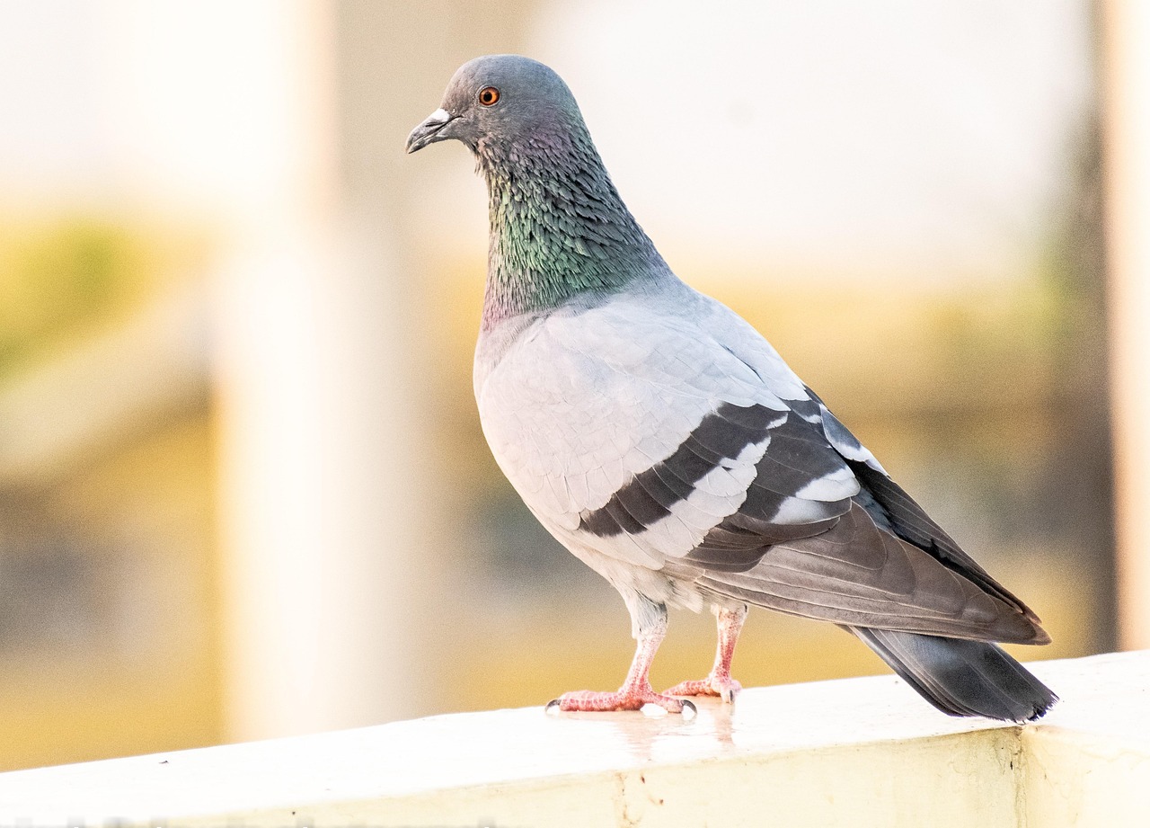 Gołąb Skalny Ptak Darmowe Zdjęcie Na Pixabay Pixabay