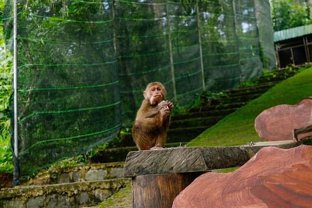 Monkey Zoo Wildlife - Free photo on Pixabay - Pixabay