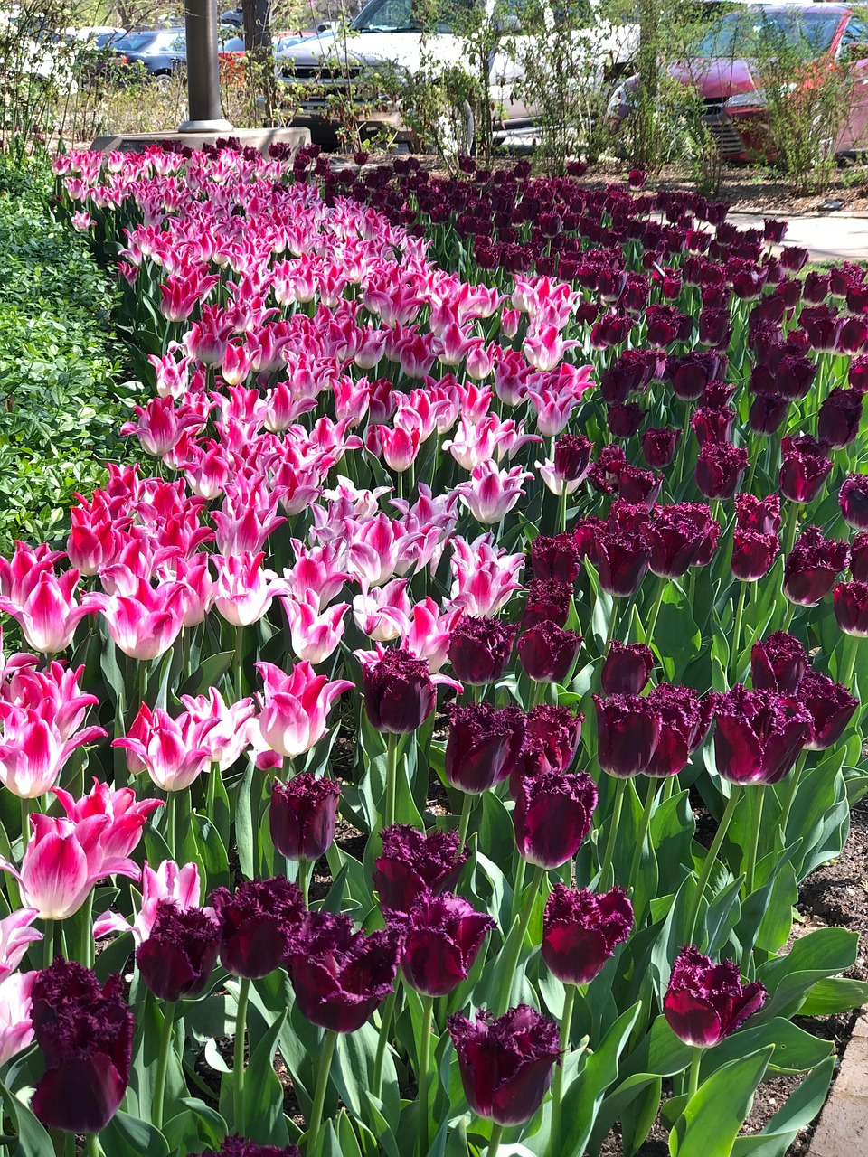 Flores Bombillas Tulipanes Cama De - Foto gratis en Pixabay