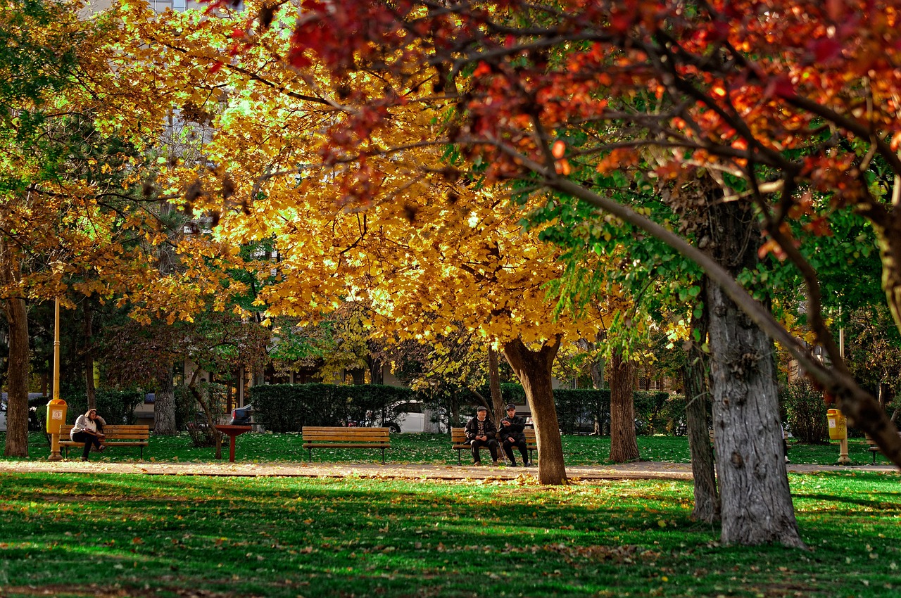 Autumn Park Trees - Free photo on Pixabay