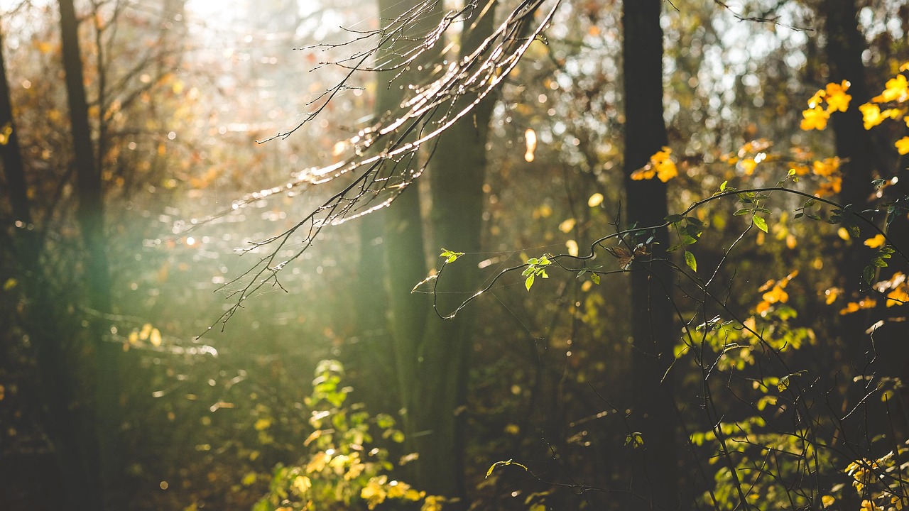 Forest Nature Branches - Free photo on Pixabay - Pixabay