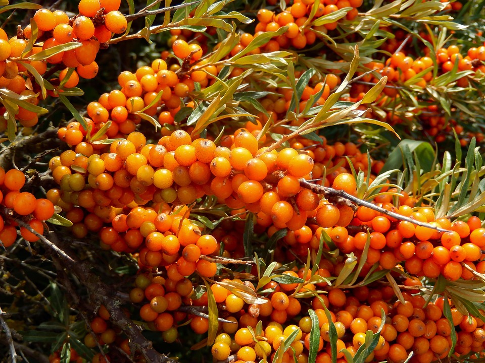 Hippophae Rhamnoides Tyrni - Ilmainen valokuva Pixabayssa - Pixabay
