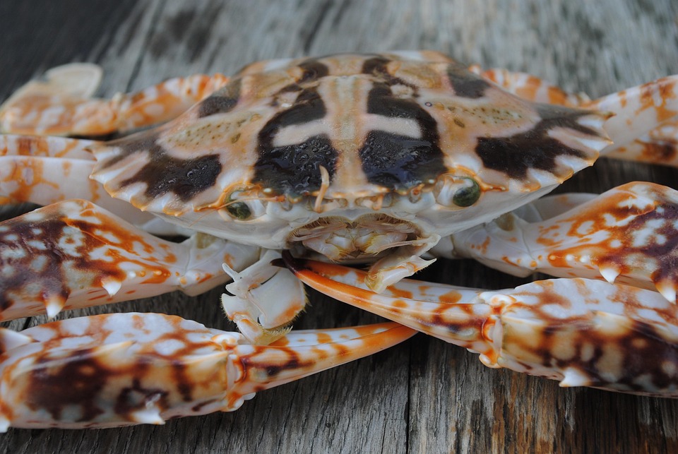 Crab Marine Seafood - Free photo on Pixabay - Pixabay