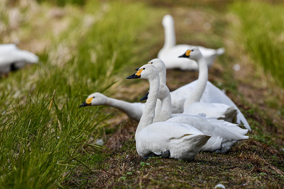 Swans Birds Meadow - Free photo on Pixabay - Pixabay