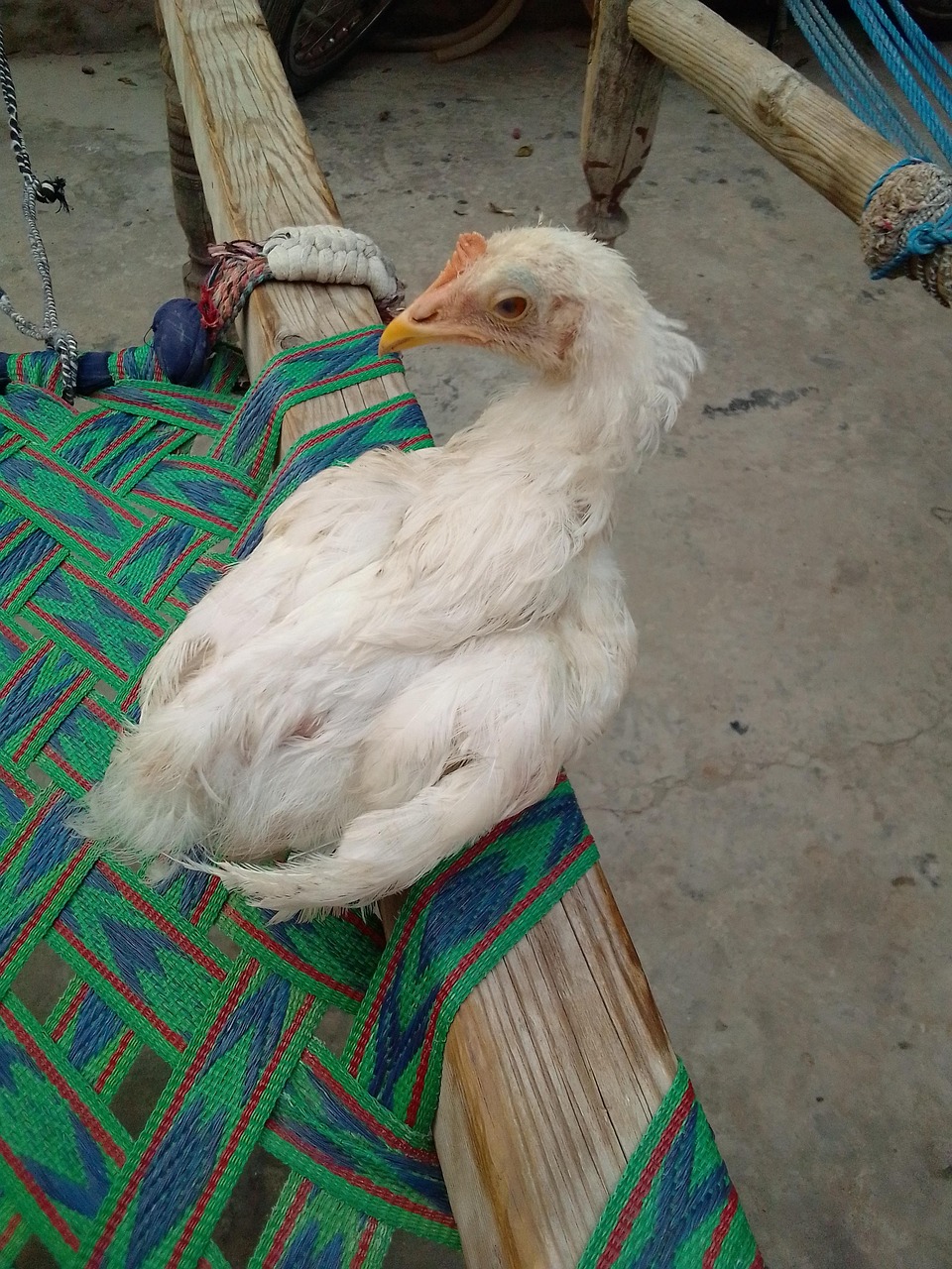 Poultry White Chik - Free photo on Pixabay - Pixabay