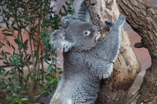 Coala Zoo Animal Fauna - Foto gratis en Pixabay - Pixabay