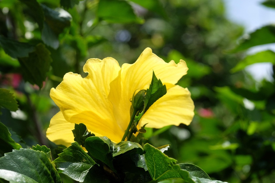 Hibiscus Fleur Jaune - Photo gratuite sur Pixabay - Pixabay