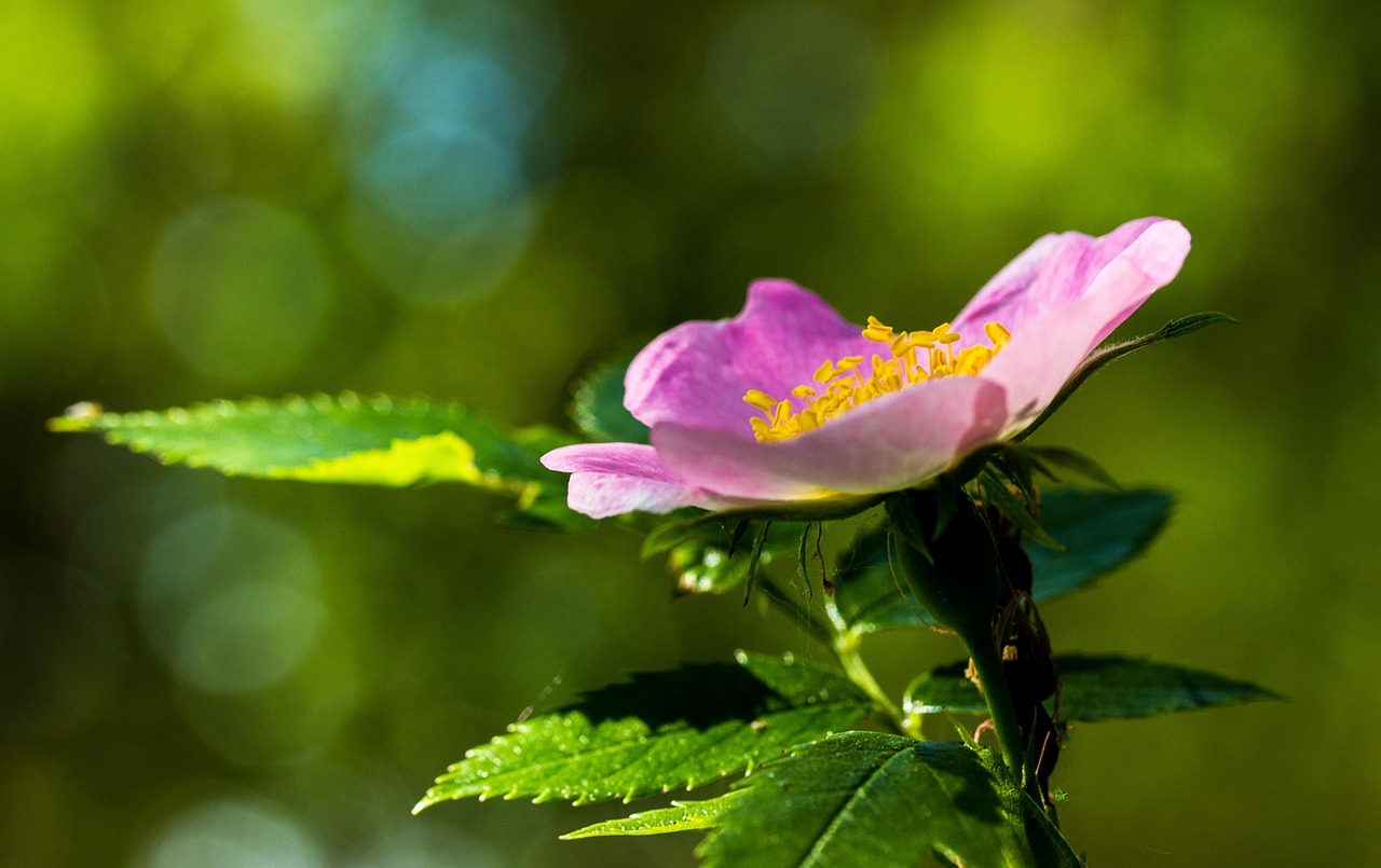 Hund Rose Blume Pinke - Kostenloses Foto auf Pixabay - Pixabay