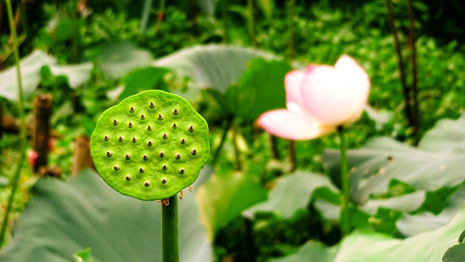 Graine De Lotus Pod - Photo gratuite sur Pixabay - Pixabay