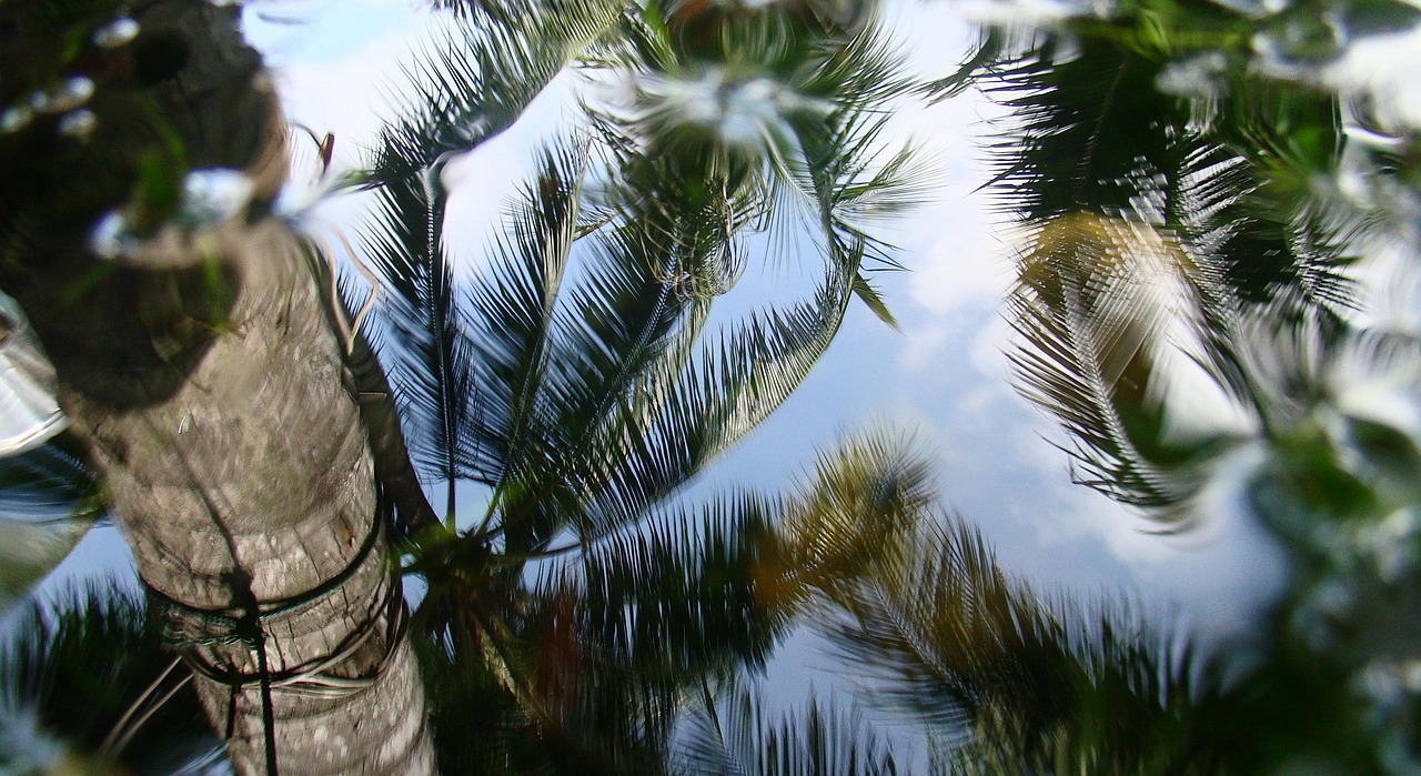 Copac Natura Palmieri - Fotografie gratuită pe Pixabay - Pixabay