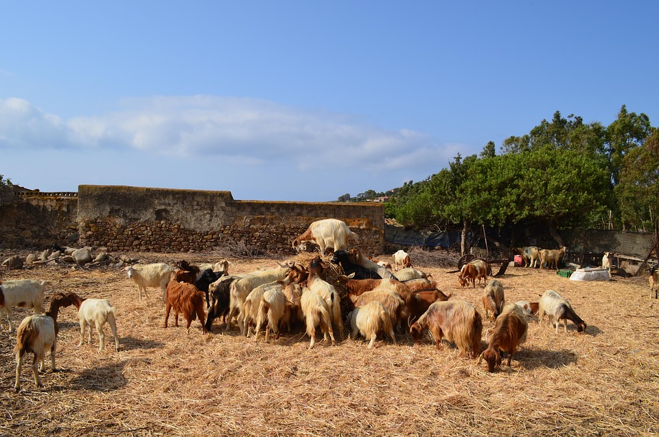 Animal Chèvres Élevage - Photo gratuite sur Pixabay - Pixabay