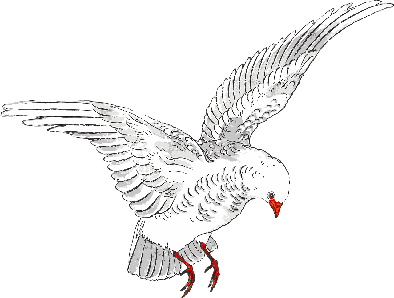 Duif Png Transparante Achtergrond