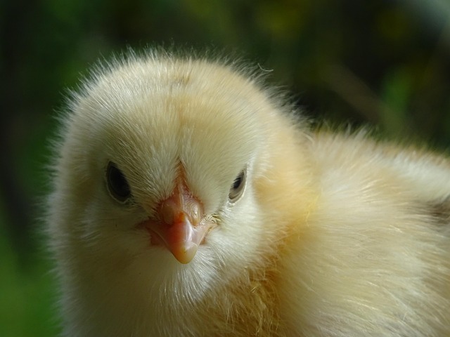 Chick Little Bird - Free photo on Pixabay - Pixabay