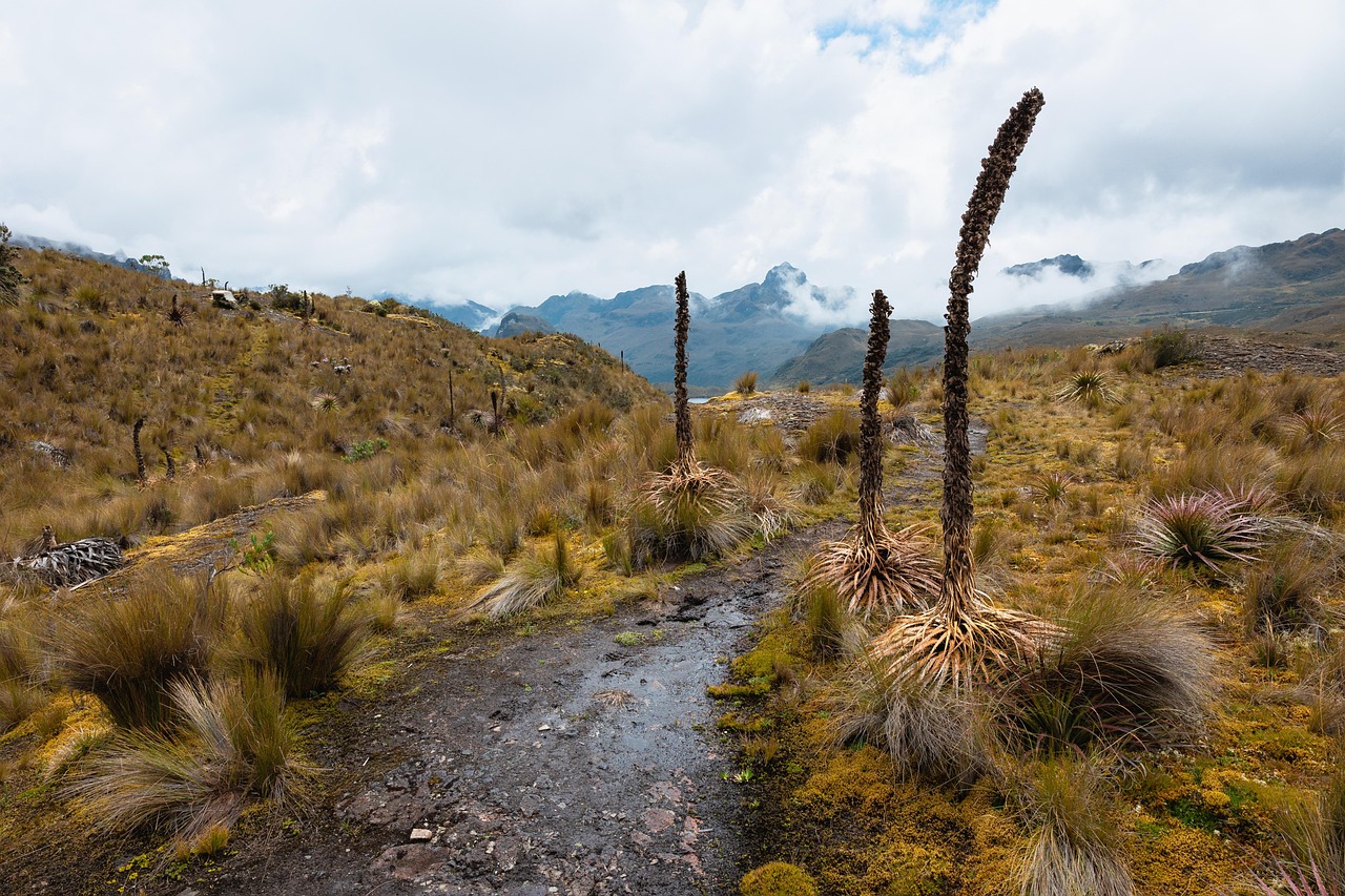 Más de 200 imágenes gratis de Paisajes Ecuador y Ecuador - Pixabay