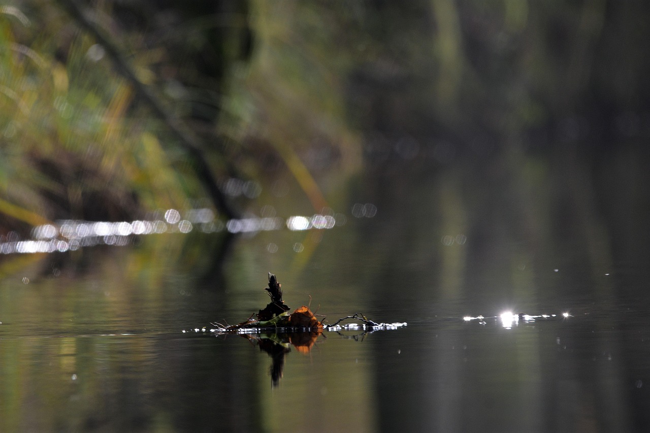 1,000+ Free Brook & Stream Images - Pixabay