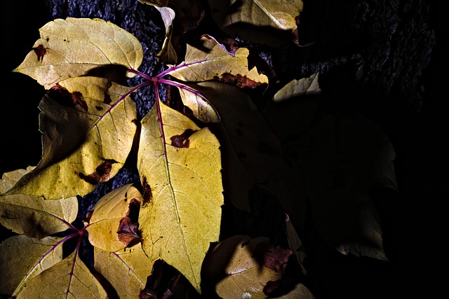 American Vine Yellow Leaves - Free photo on Pixabay