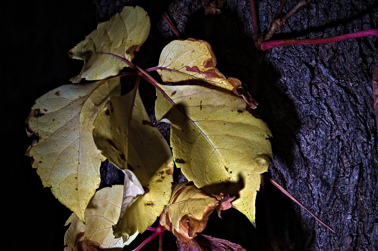 American Vine Yellow Leaves - Free photo on Pixabay